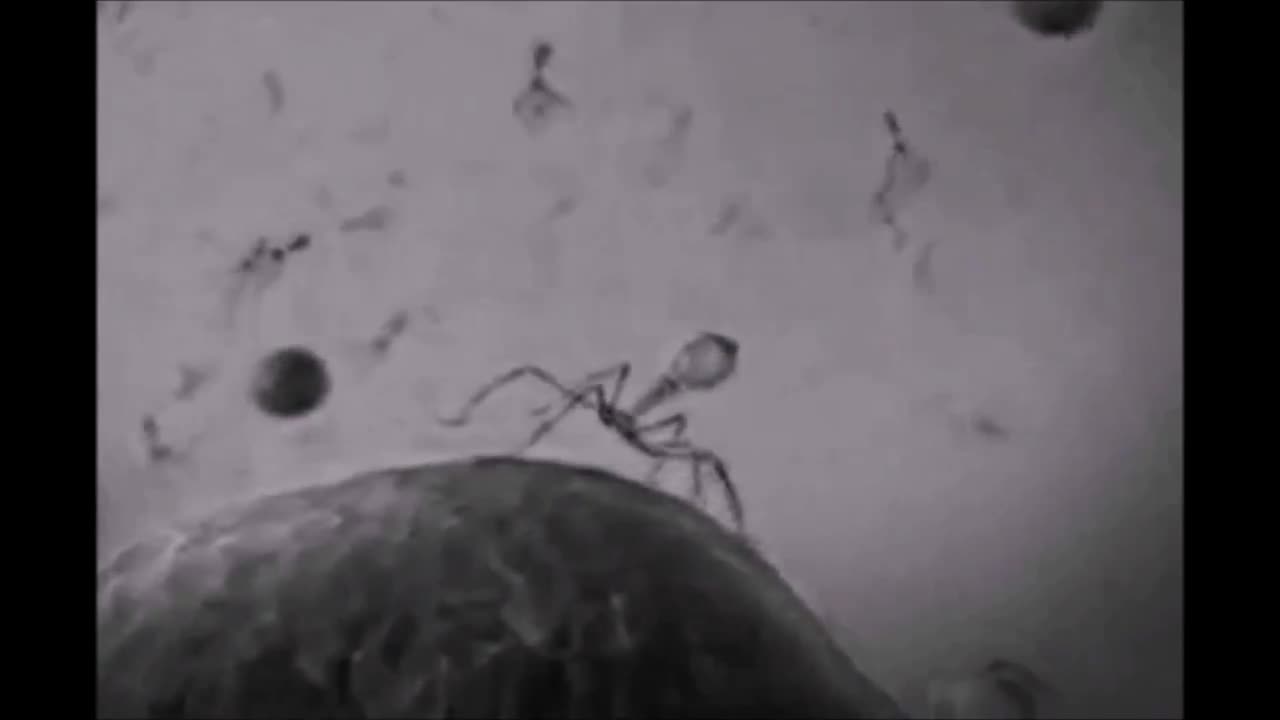 WHITE: The Infection Official Teaser Trailer video - IndieDB