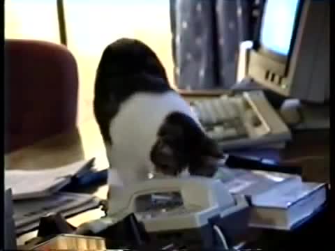 Funny clever cats video - Cat lovers - IndieDB